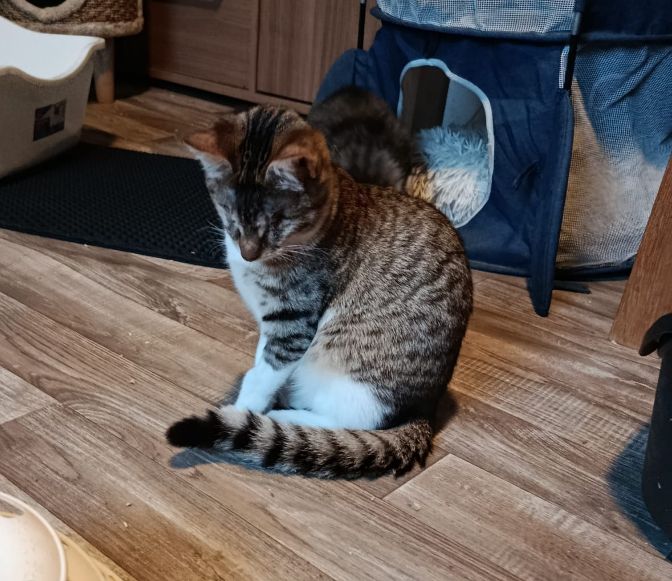 Anthony (Langhaar Mix) und Sunbeam (EKH) – Lebensfreude pur trotz ...