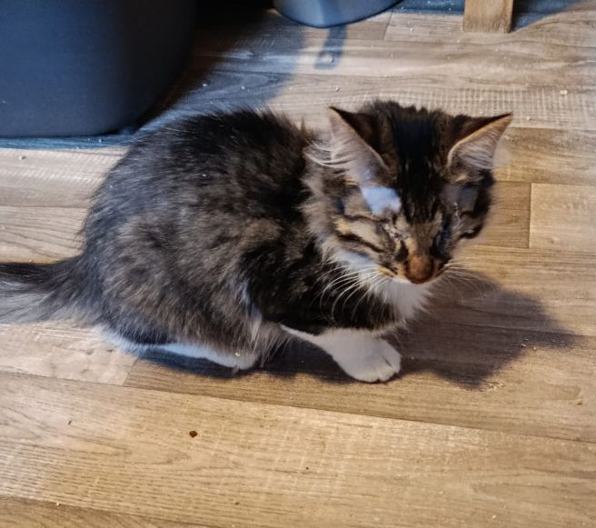 Anthony (Langhaar Mix) und Sunbeam (EKH) – Lebensfreude pur trotz ...