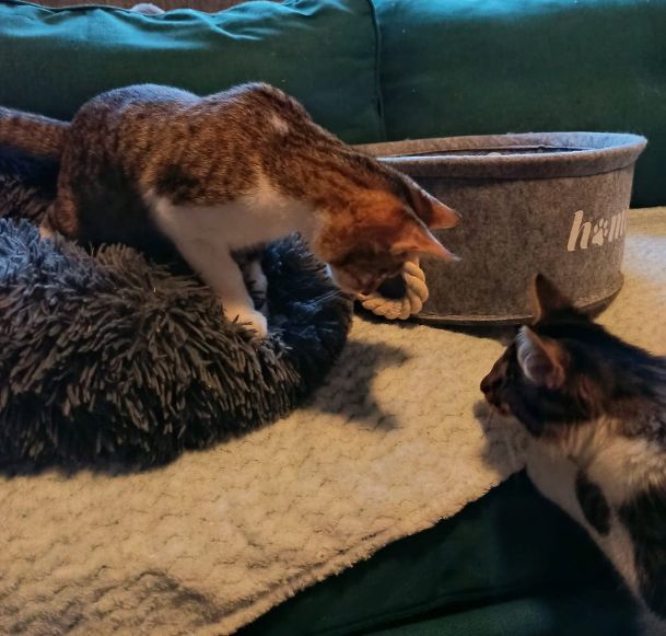 Anthony (Langhaar Mix) und Sunbeam (EKH) – Lebensfreude pur trotz ...