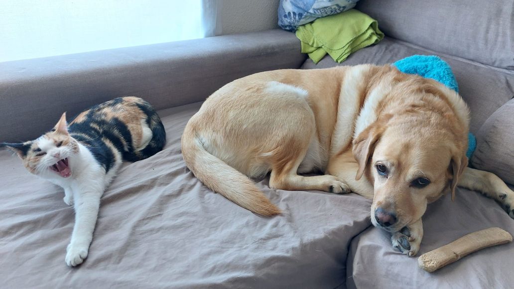 Malefica (ca. 04 /2025) – Ihr Umzug in eine dt. Pflegestelle in Much ...